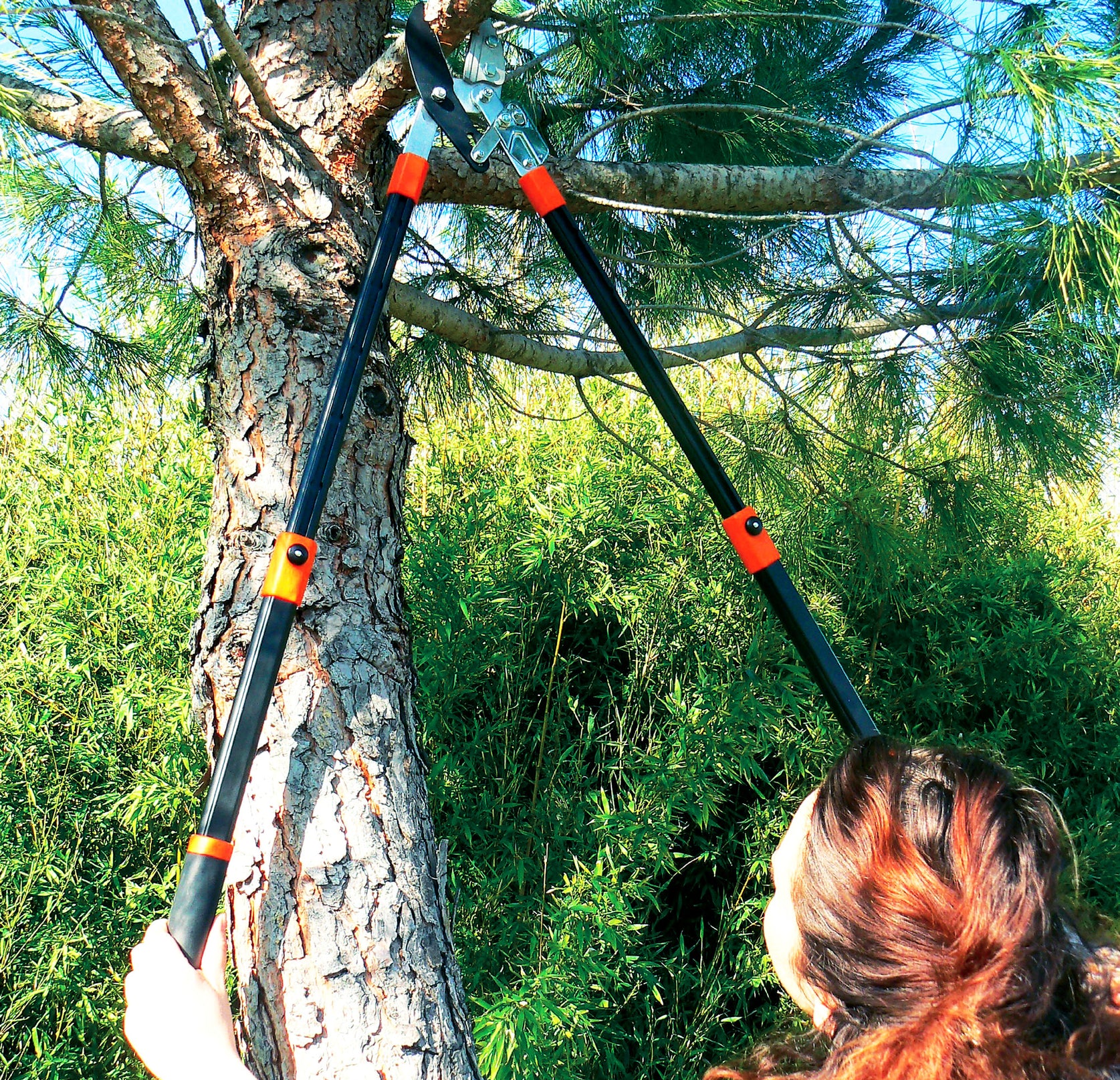 Branch cutters: best models for maintaining your trees – Access Garden